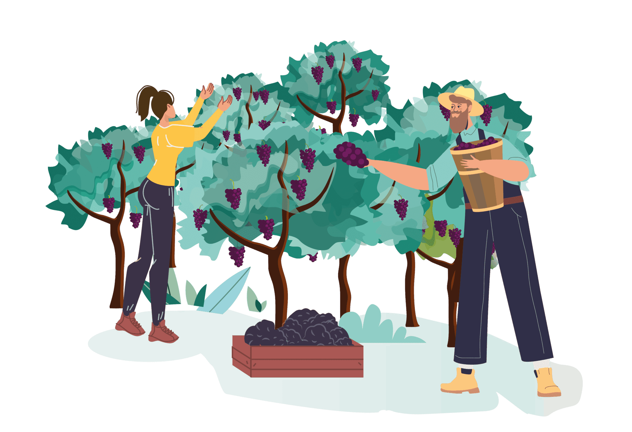 Terra Vitis : certification vin responsable et durable